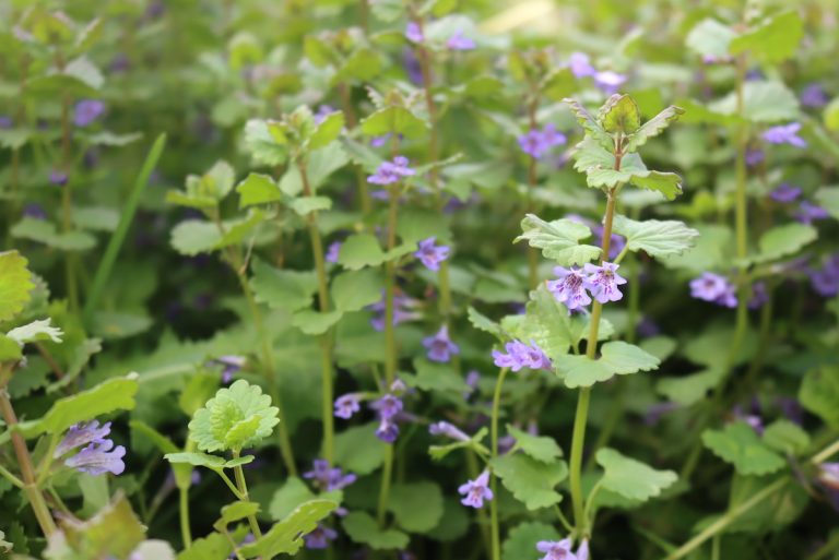 Foraging Henbit (Lamium amplexicaule) — Practical Self Reliance