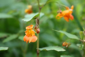Foraging Jewelweed (& Ways to Use it) — Practical Self Reliance