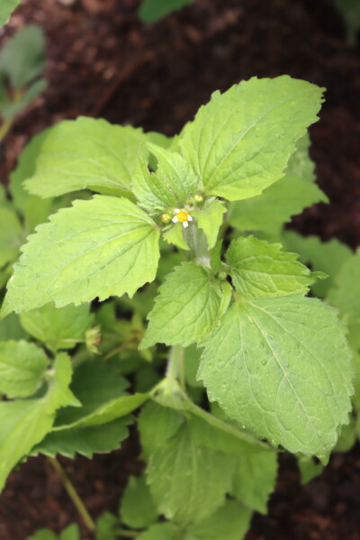 Foraging Quickweed (& Ways to Use it) — Practical Self Reliance