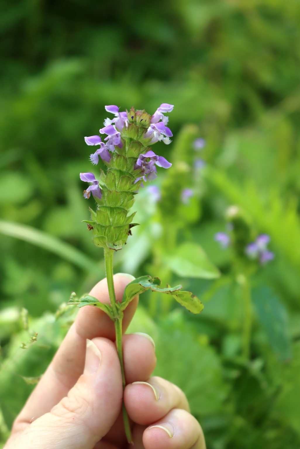 Foraging Self Heal (& Ways to Use It) — Practical Self Reliance