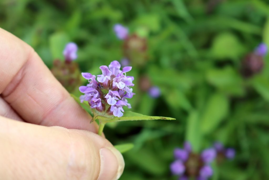 Foraging Self Heal And Ways To Use It — Practical Self Reliance 9962