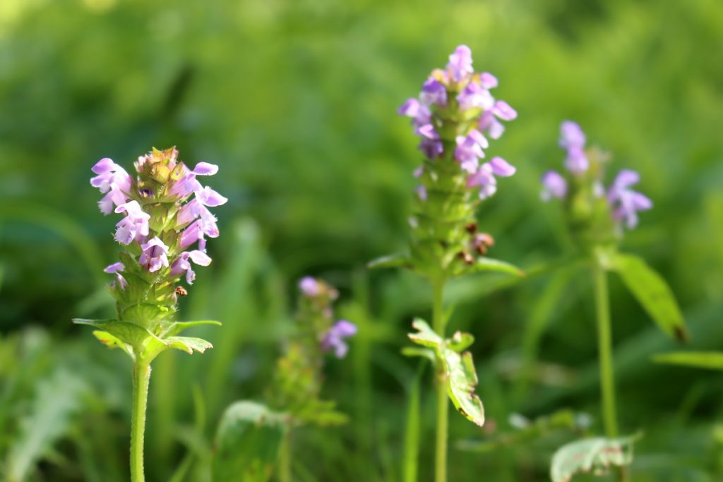 Foraging Self Heal (& Ways to Use It) — Practical Self Reliance