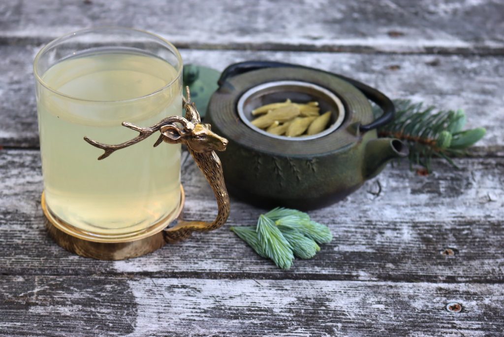 How to Eat a Pine Tree (and other Conifers) — Practical Self Reliance