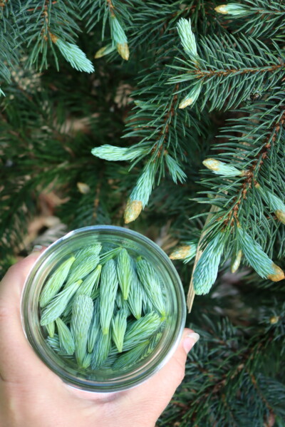 Spruce Tip Tea — Practical Self Reliance