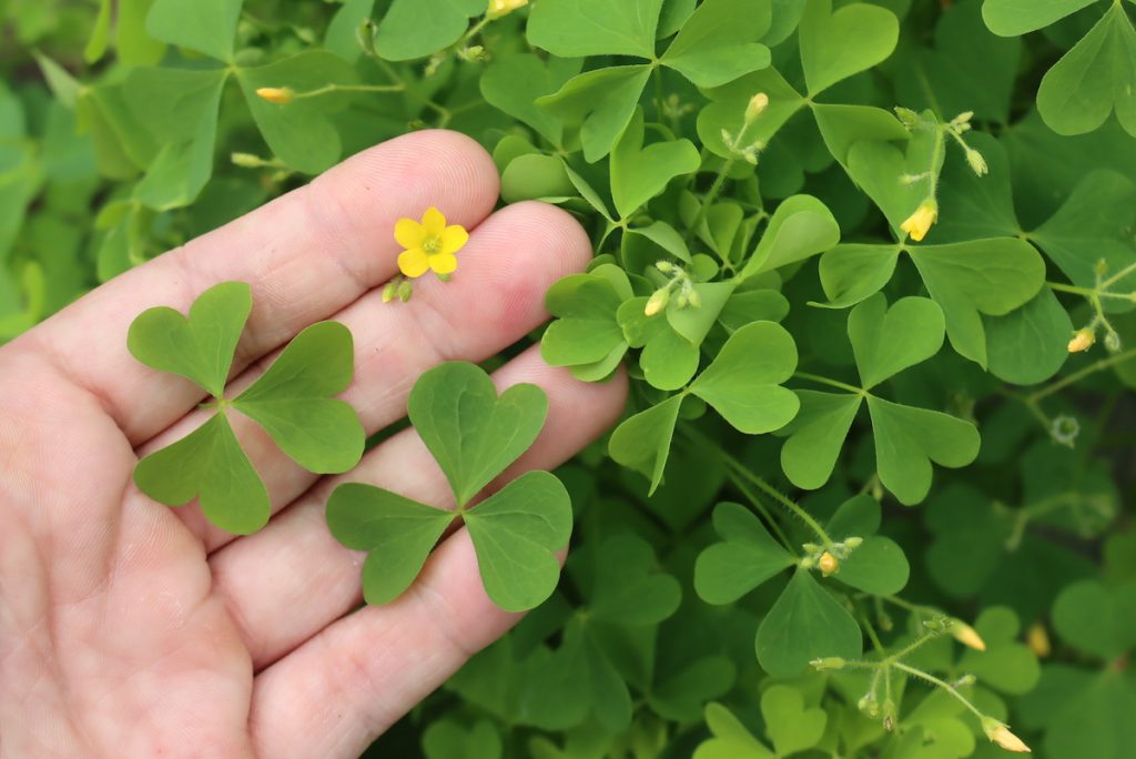 Foraging Wood Sorrel (& Ways to Use It) — Practical Self Reliance