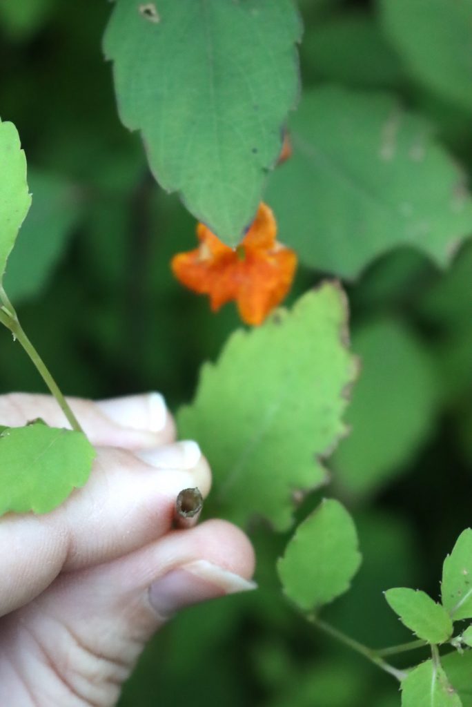 Foraging Jewelweed (& Ways to Use it) — Practical Self Reliance