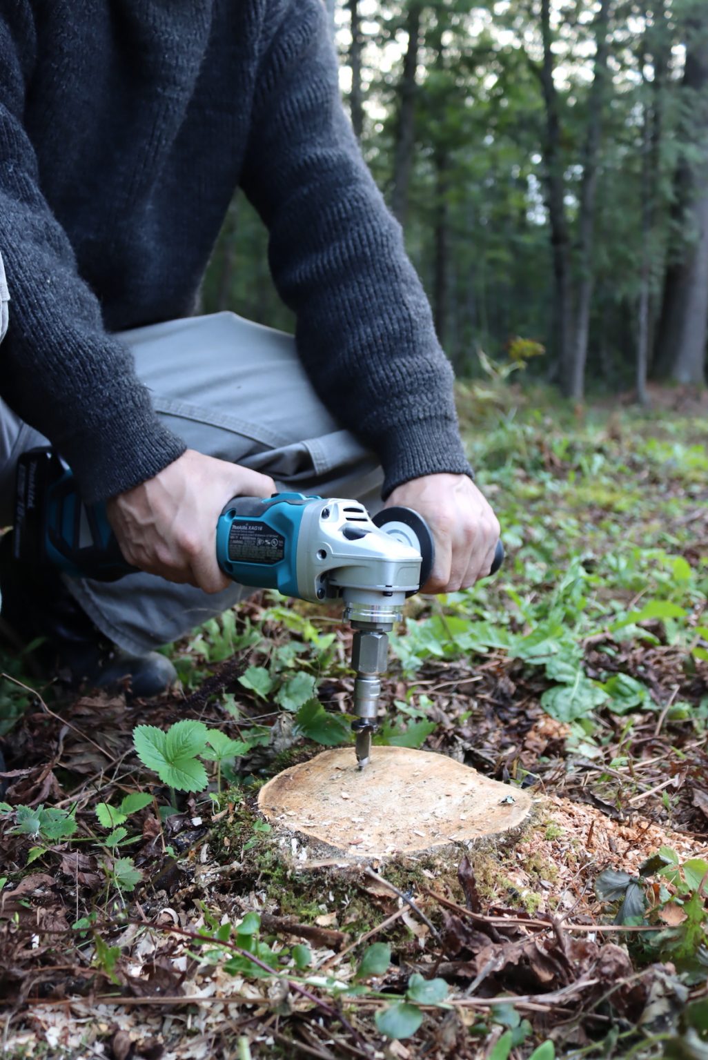 How to Rot a Tree Stump Fast — Practical Self Reliance