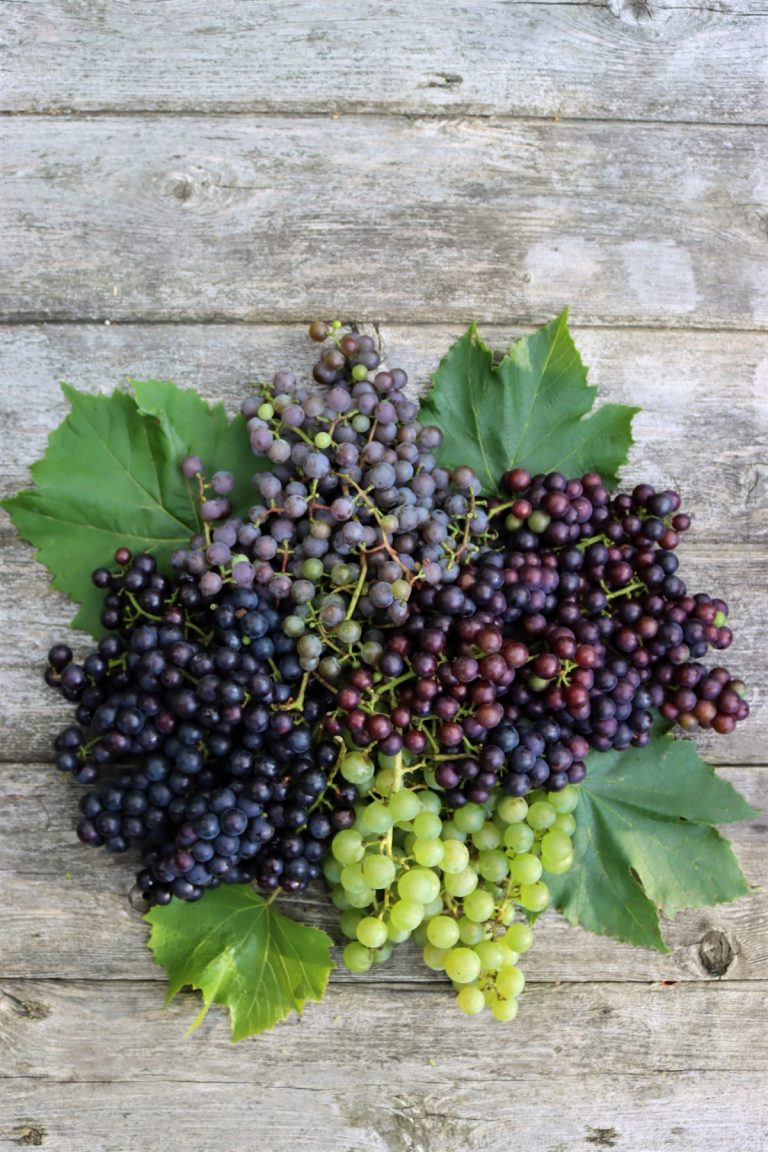 Cold Hardy Grapes for Zone 4 (and even Zone 3!) — Practical Self Reliance
