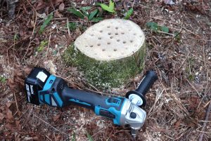 How to Rot a Tree Stump Fast — Practical Self Reliance