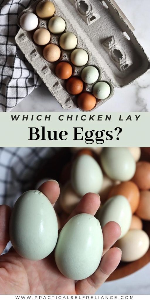 Easter Eggers: Which Chickens Lay Blue Eggs? — Practical Self Reliance