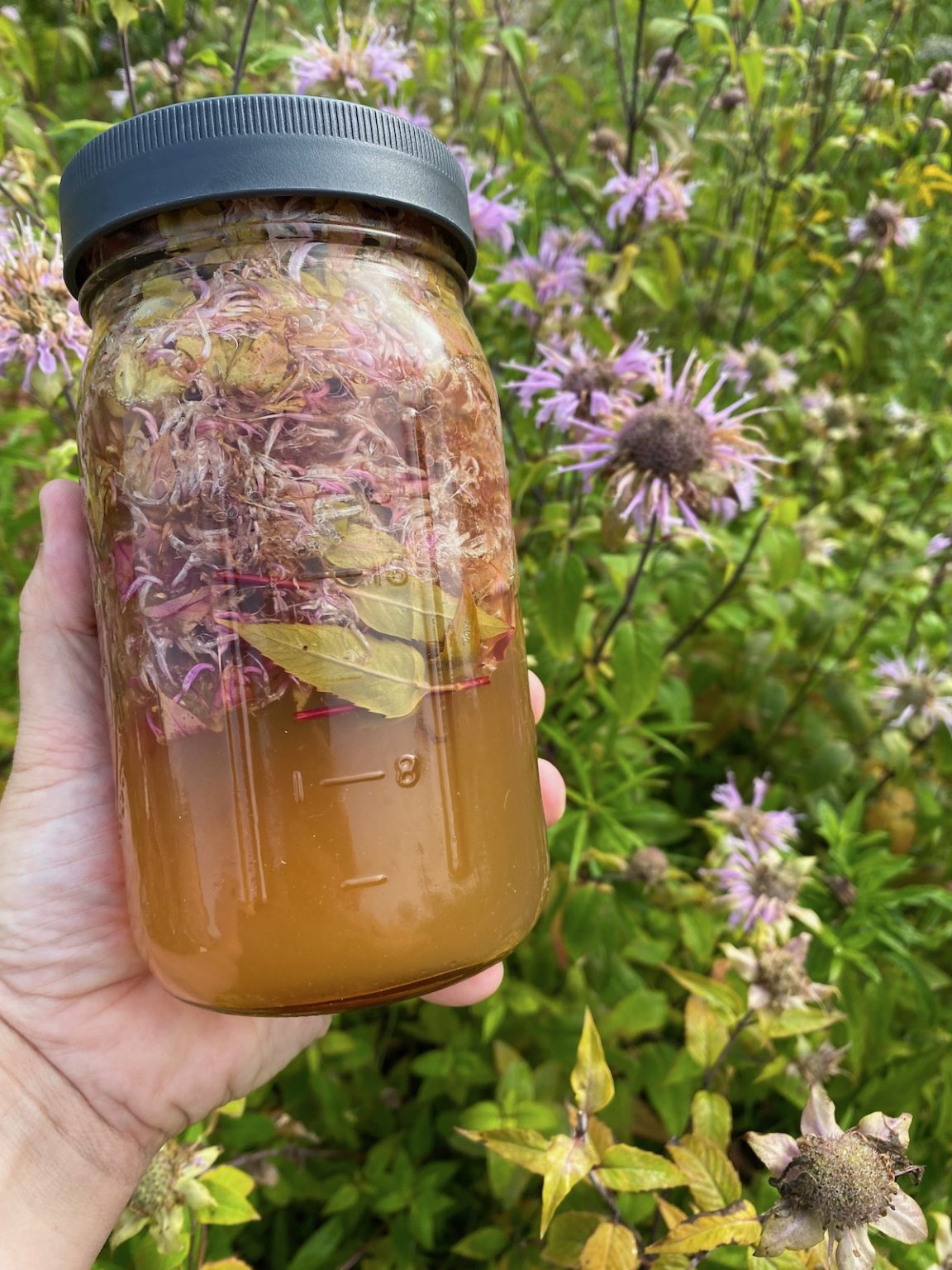 Bee Balm Oxymel — Practical Self Reliance