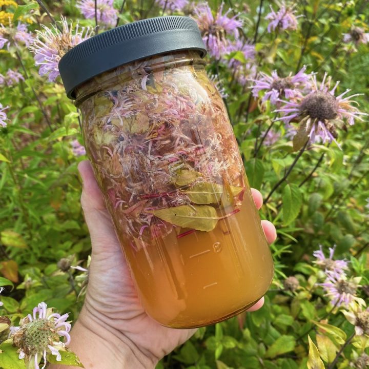 Bee Balm Oxymel — Practical Self Reliance