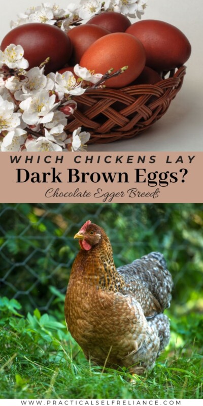 Which Chicken Breeds Lay Dark Brown Eggs? (Chocolate Eggers) — Practical Self Reliance