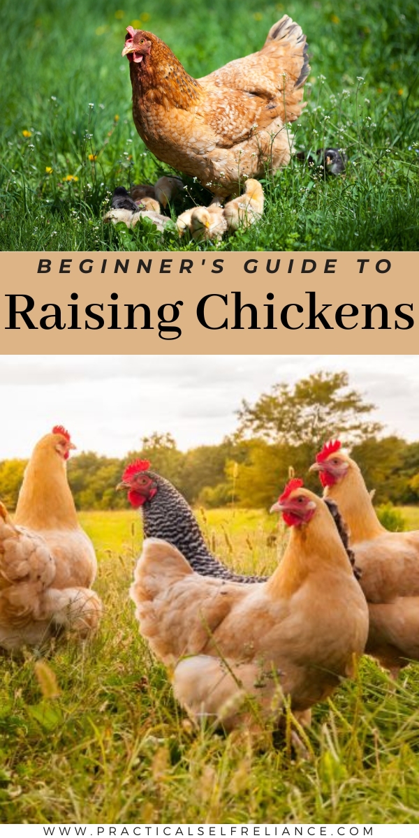 How To Raise Chickens Beginner S Guide Practical Self Reliance