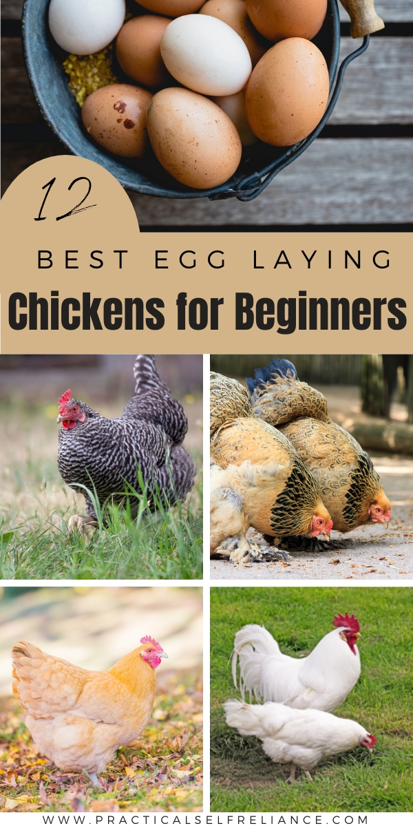 12 Best Egg Laying Chickens For Beginners