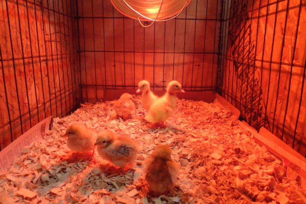 How to Raise Baby Chicks into Adult Hens — Practical Self Reliance