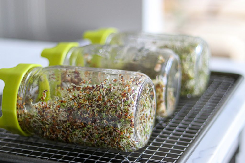 How to Grow Sprouts — Practical Self Reliance