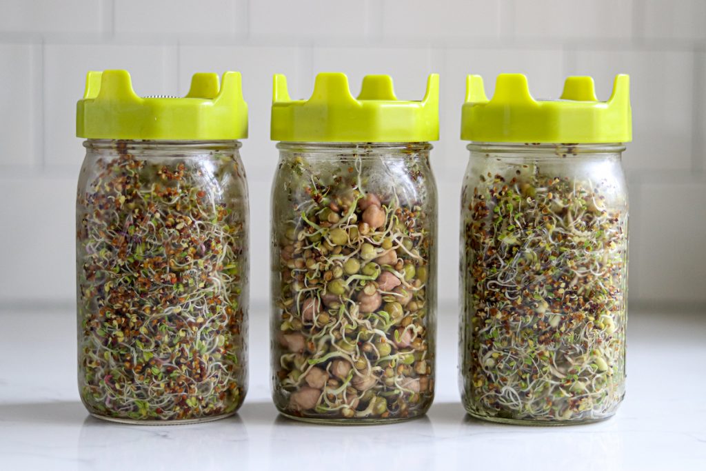 How to Grow Sprouts — Practical Self Reliance