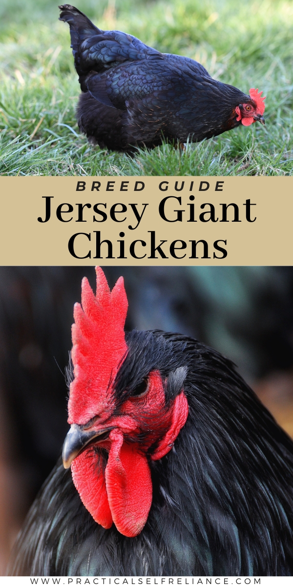 Jersey Giant Chickens Breed Guide