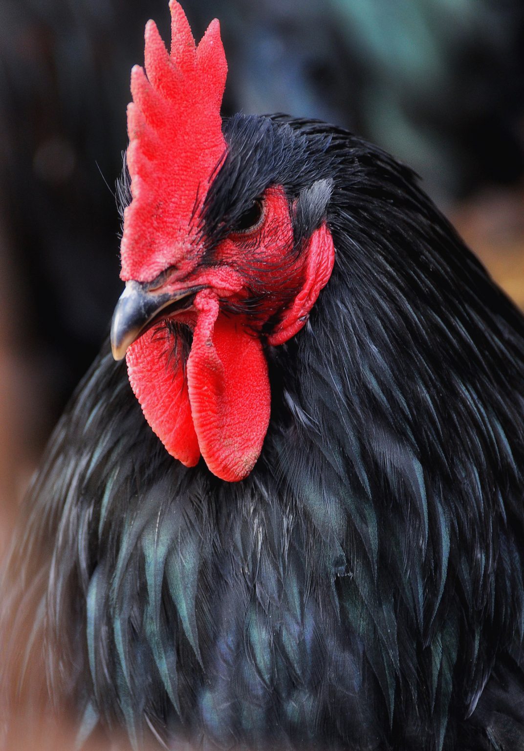 Jersey Giant Chickens (Breed Guide) — Practical Self Reliance