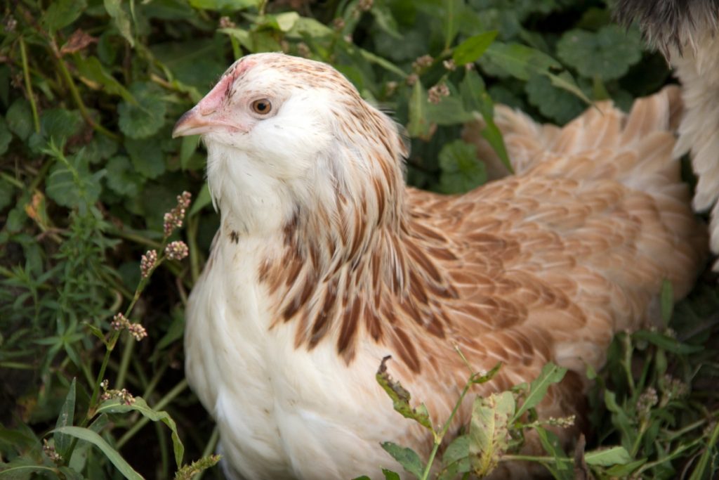 10+ Best Dual Purpose Chicken Breeds (Eggs & Meat) — Practical Self ...