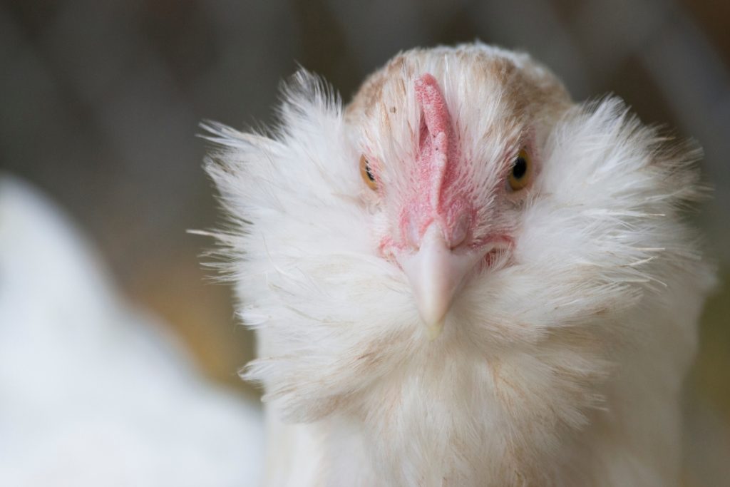 Salmon Faverolle Chickens Breed Guide — Practical Self Reliance