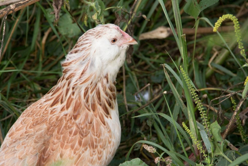 Salmon Faverolle Chickens Breed Guide — Practical Self Reliance