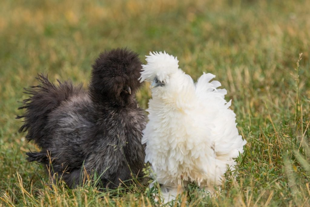 10+ Fluffy Chicken Breeds — Practical Self Reliance