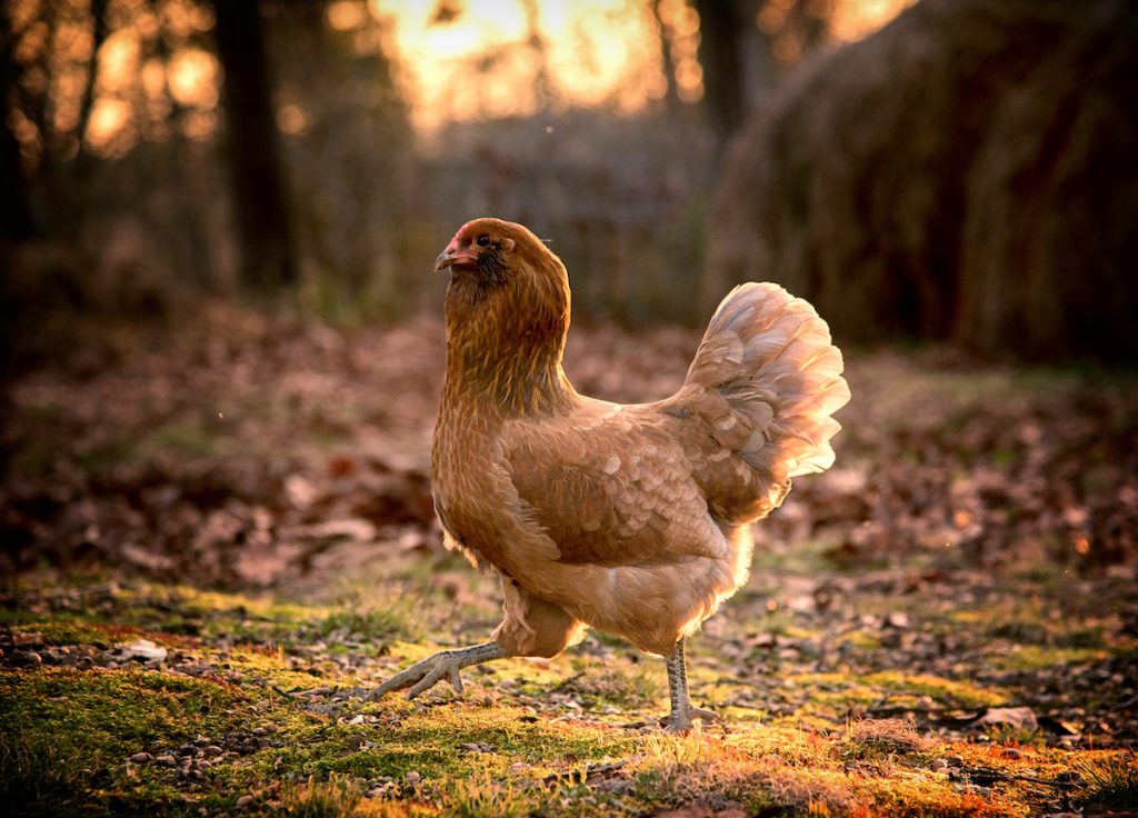 Ameraucana Chicken Breed Guide — Practical Self Reliance