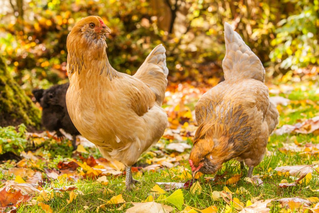 50+ Chicken Breeds from A to Z (& How to Choose) — Practical Self Reliance