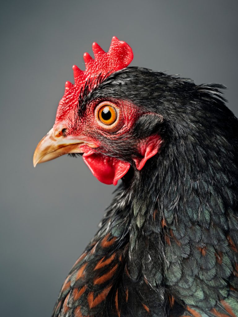 Barnevelder Chicken Breed Guide — Practical Self Reliance