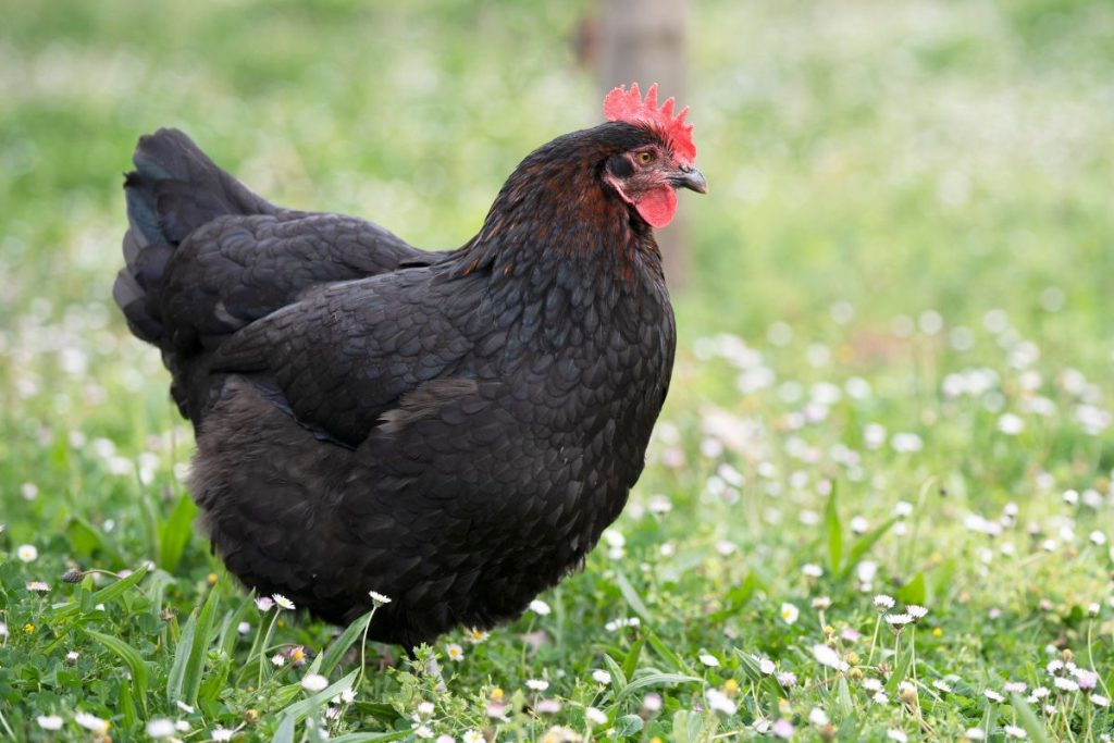 Marans Chicken Breed Guide — Practical Self Reliance