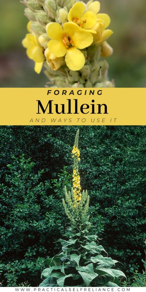 Foraging Mullein (& Ways to Use It) — Practical Self Reliance