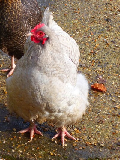 Orpington Chicken Breed Guide — Practical Self Reliance