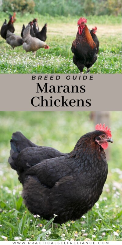 Marans Chicken Breed Guide — Practical Self Reliance
