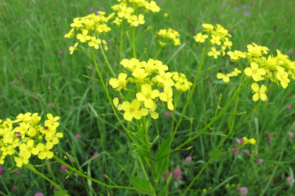 20+ Perennial Vegetables That Grow in Shade — Practical Self Reliance