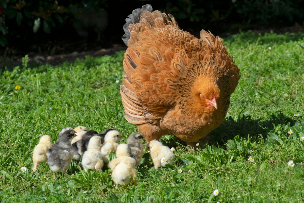 24+ Best Broody Chicken Breeds for Hatching Eggs — Practical Self Reliance