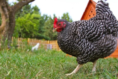 Barred Rock Chicken Breed Guide (Plymouth Rock) — Practical Self Reliance