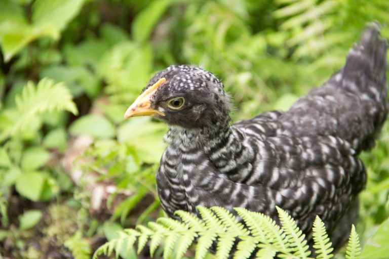 Barred Rock Chicken Breed Guide (Plymouth Rock) — Practical Self Reliance