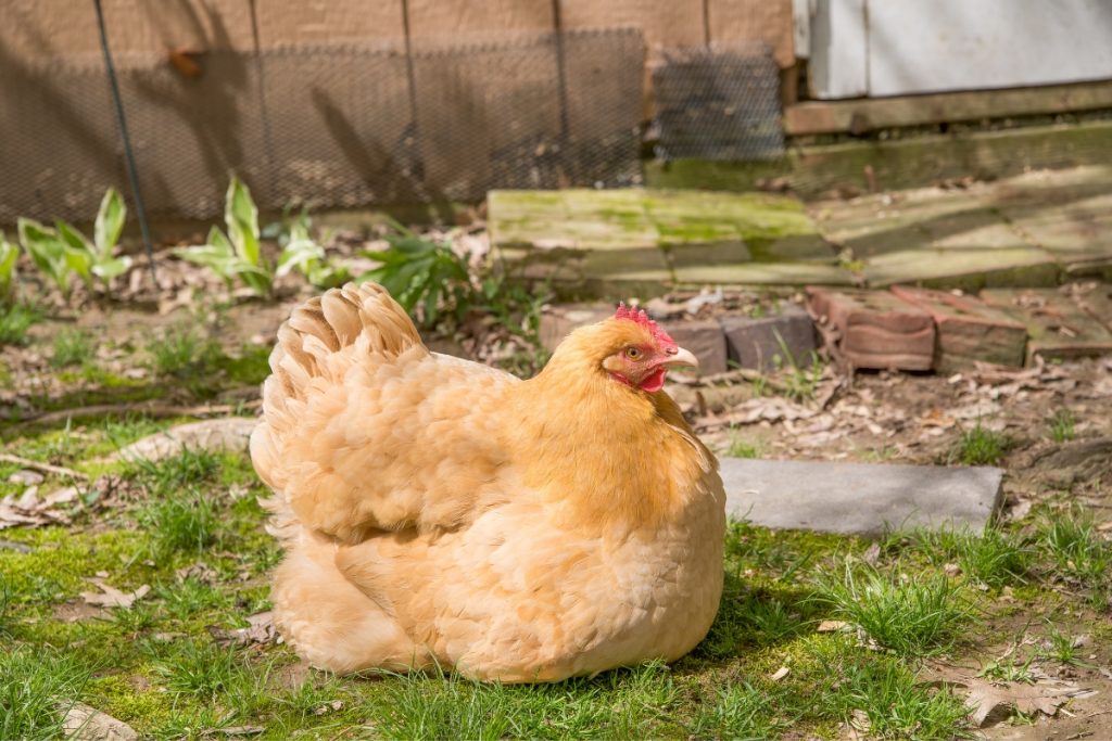 24+ Best Broody Chicken Breeds for Hatching Eggs — Practical Self Reliance