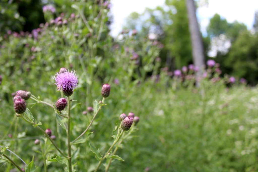 16+ Weeds with Purple Flowers (Identification Guide) — Practical Self ...