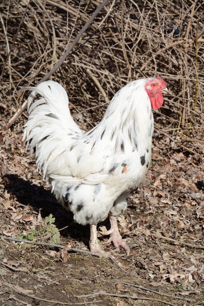 50+ Chicken Breeds from A to Z (& How to Choose) — Practical Self Reliance
