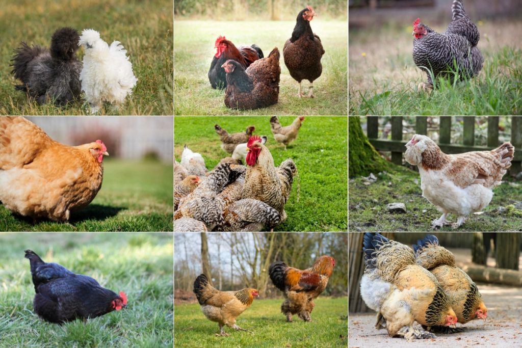 50+ Chicken Breeds from A to Z (& How to Choose) — Practical Self Reliance