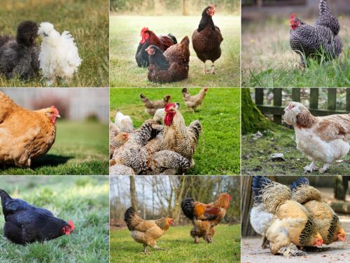 12 Best Egg Laying Chickens For Beginners Practical Self Reliance