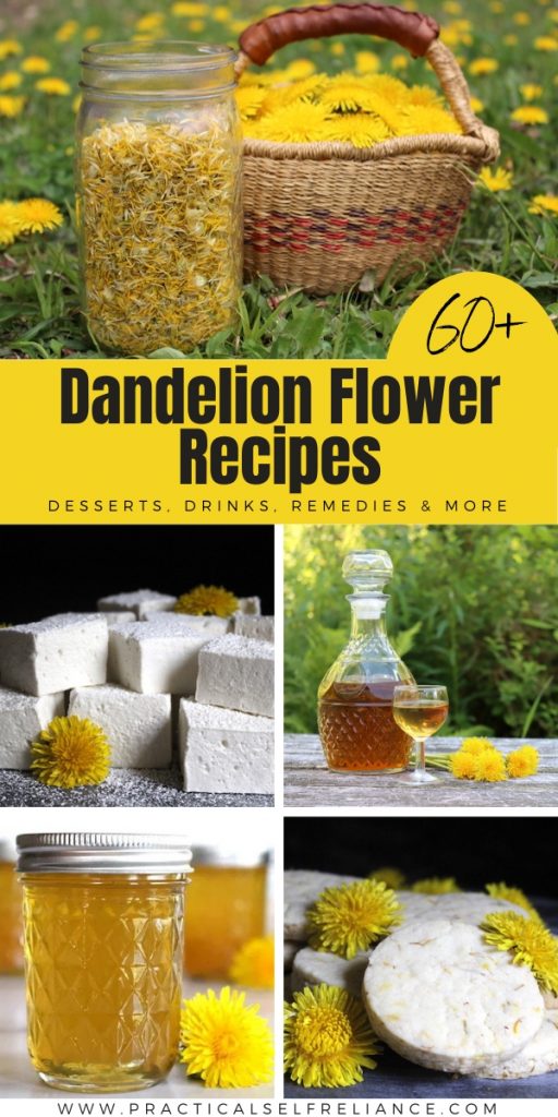 50+ Dandelion Flower Recipes — Practical Self Reliance