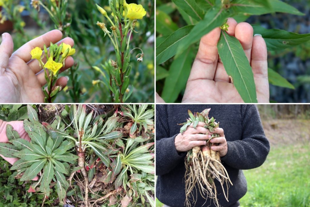 Identifying Evening Primrose (& Ways to Use It) — Practical Self Reliance
