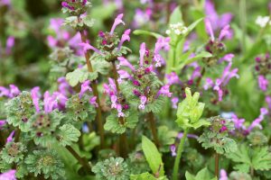 16+ Weeds with Purple Flowers (Identification Guide) — Practical Self Reliance