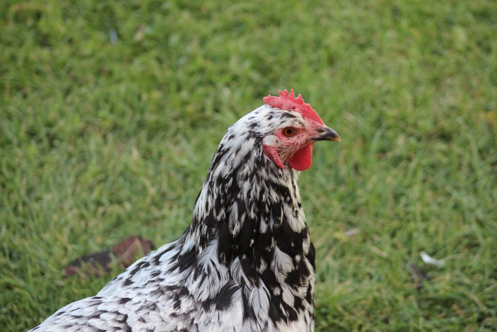 24+ Best Broody Chicken Breeds for Hatching Eggs — Practical Self Reliance
