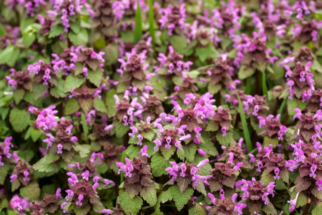 Foraging Purple Dead Nettle (& Ways to Use It) — Practical Self Reliance
