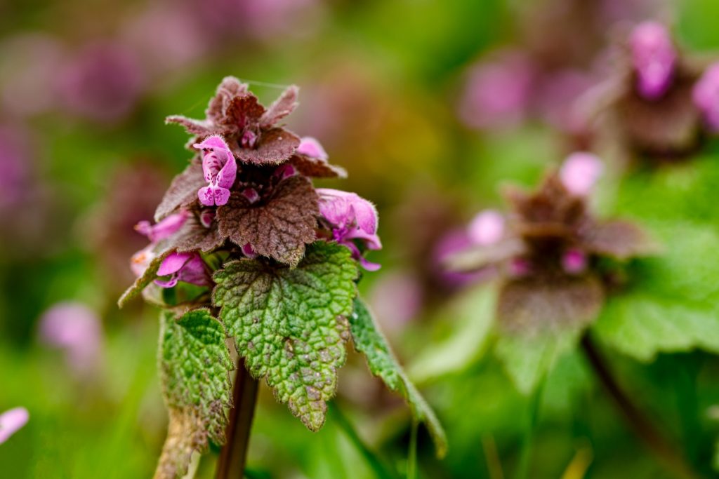 Foraging Purple Dead Nettle (& Ways to Use It) — Practical Self Reliance